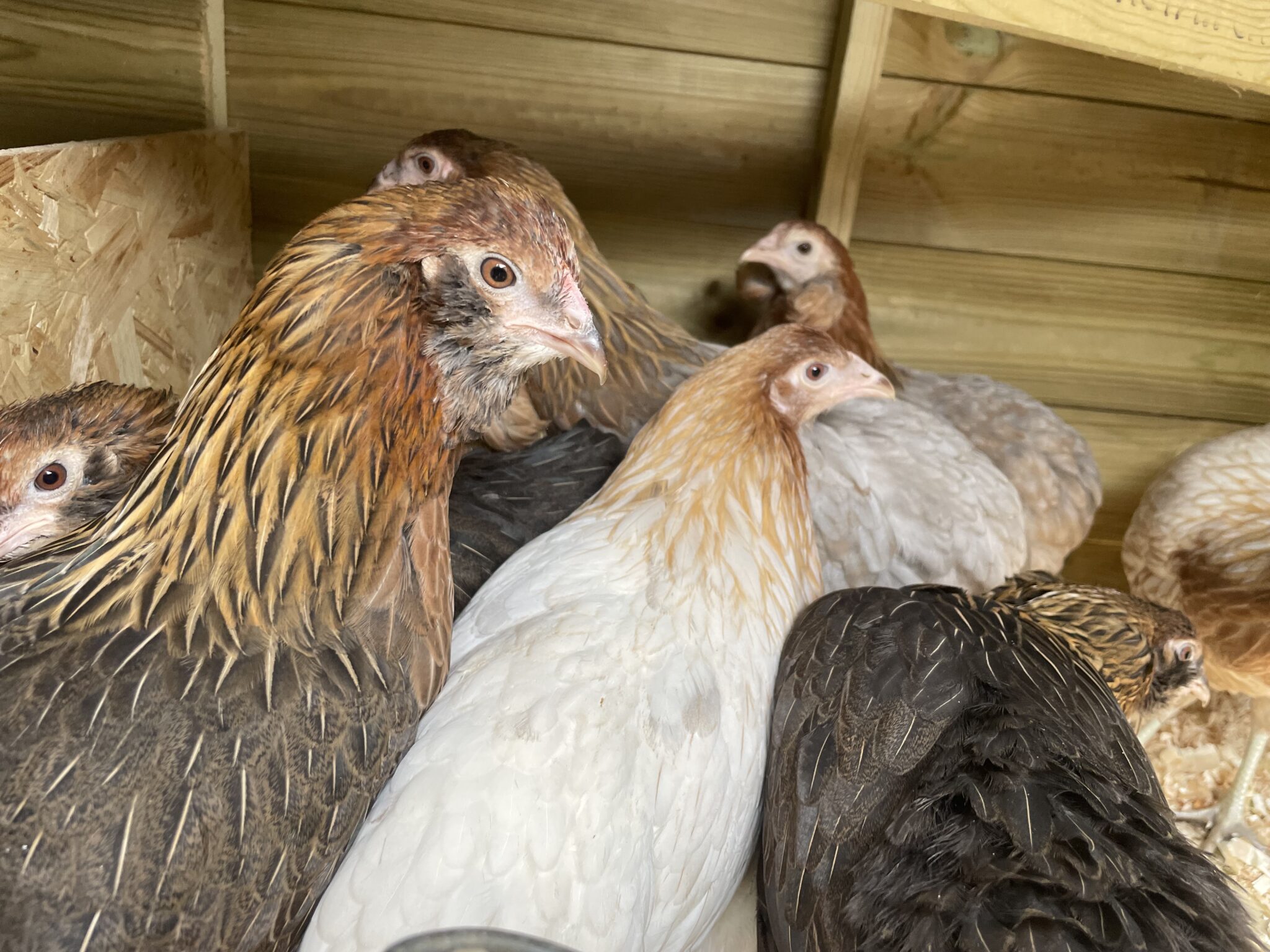 Ameraucana - Blue egg layer